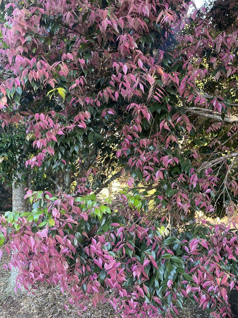 Small-leaved Lilly Pilly from Yuulong Rd, Tamborine Mountain, QLD, AU ...