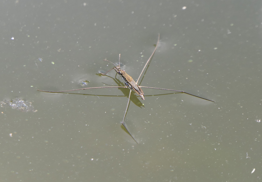 lake pondskater from Neuenheimer Feld, 69 Heidelberg-Handschuhsheimer ...
