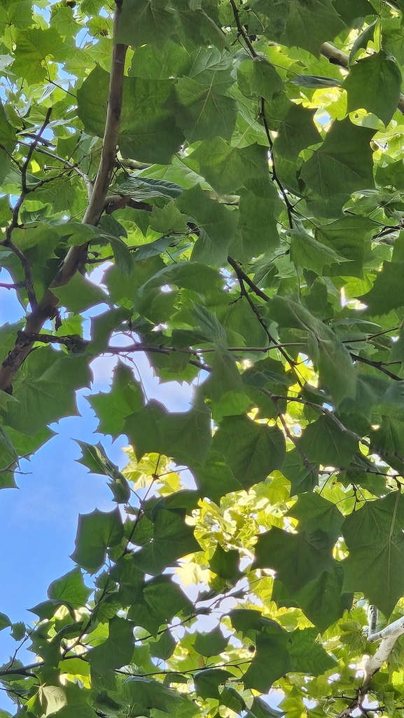American sycamore from Bay Lake, FL, USA on September 19, 2024 at 05:30 ...