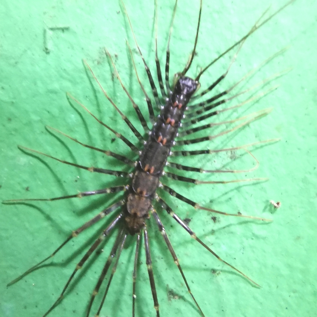 Long-legged Centipedes from Renacimiento District, Chiriquí Province ...