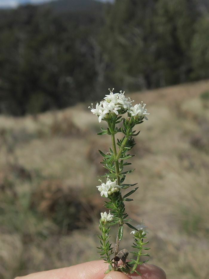 Common Woodruff from Rocky Hall NSW 2550, Australia on September 19 ...