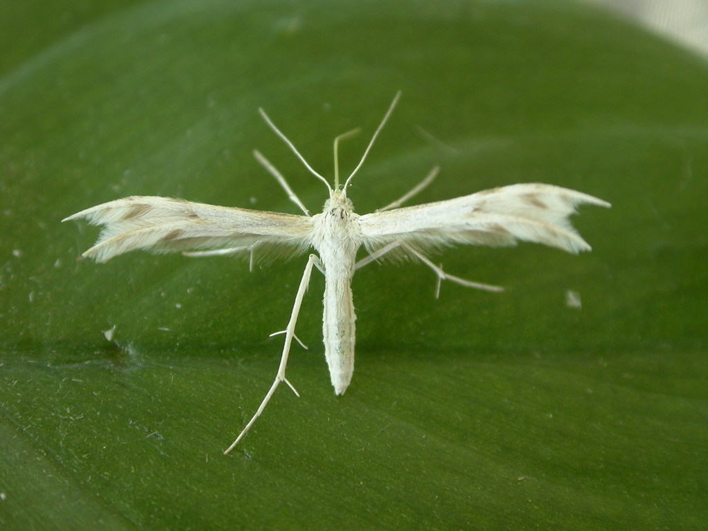 Plume Moths (lepidoptera families from central africa) · iNaturalist