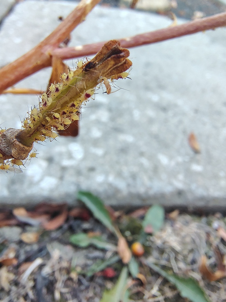 Purple-spotted Lily Aphid from Delaware, OH 43015, USA on September 19 ...