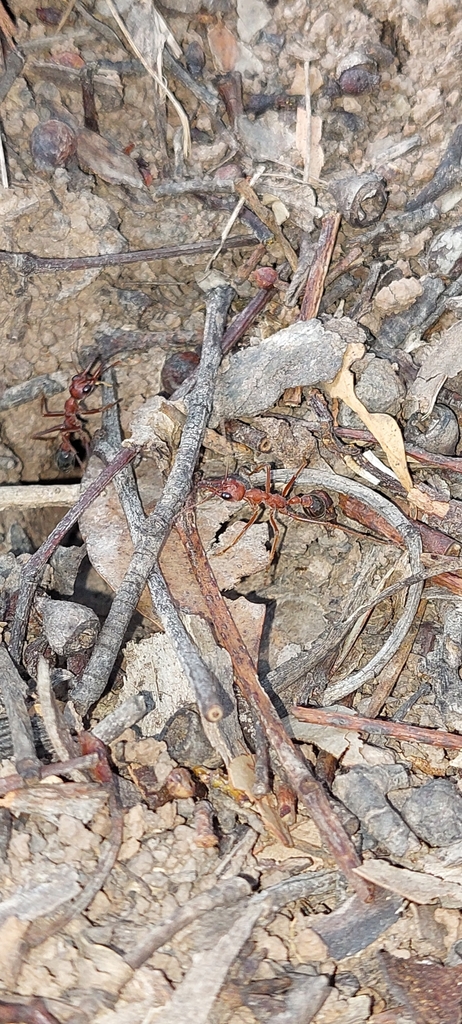Gulosa-group Bull Ants from Bom Bom NSW 2460, Australia on September 20 ...