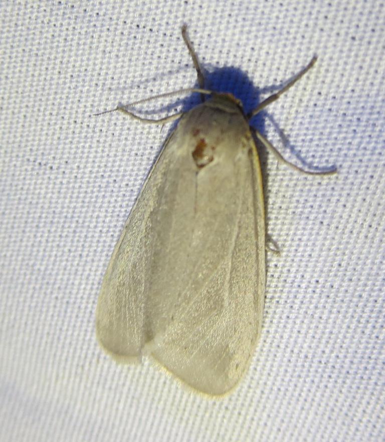 Milkweed Tussock Moth from Hutchinson, KS, USA on May 26, 2019 at 08:33 ...