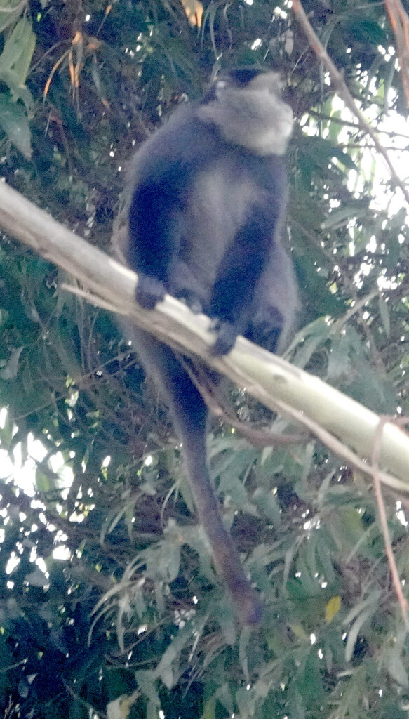 Blue Monkey from Ruhija Gorilla Mist Camp, Rubanda, Uganda on July 28 ...
