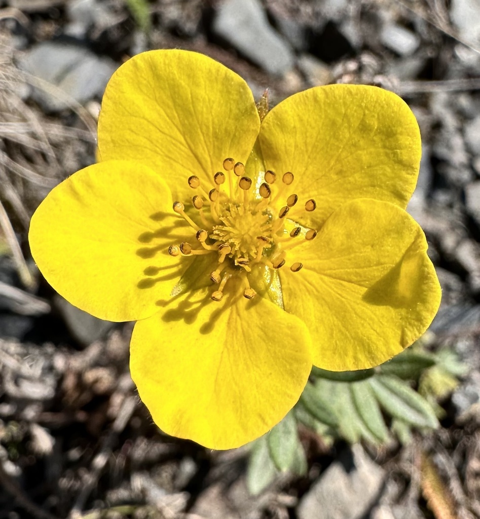 shrubby cinquefoil from Yukon, Unorganized, YT, CA on August 4, 2024 at ...