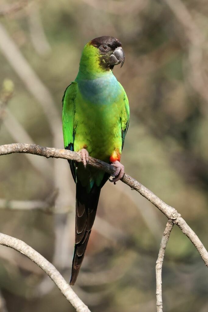 Nanday Parakeet in September 2024 by joseluisblazquez · iNaturalist
