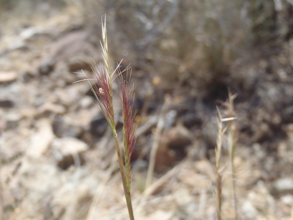 Red Grama from Pima County, AZ, USA on September 19, 2024 at 10:58 AM ...