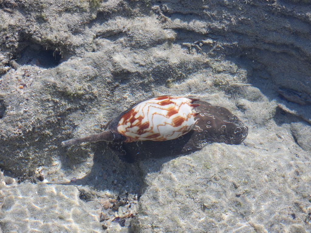 Melon Shell from Denham Rd, Waterbank WA 6725, Australia on September ...