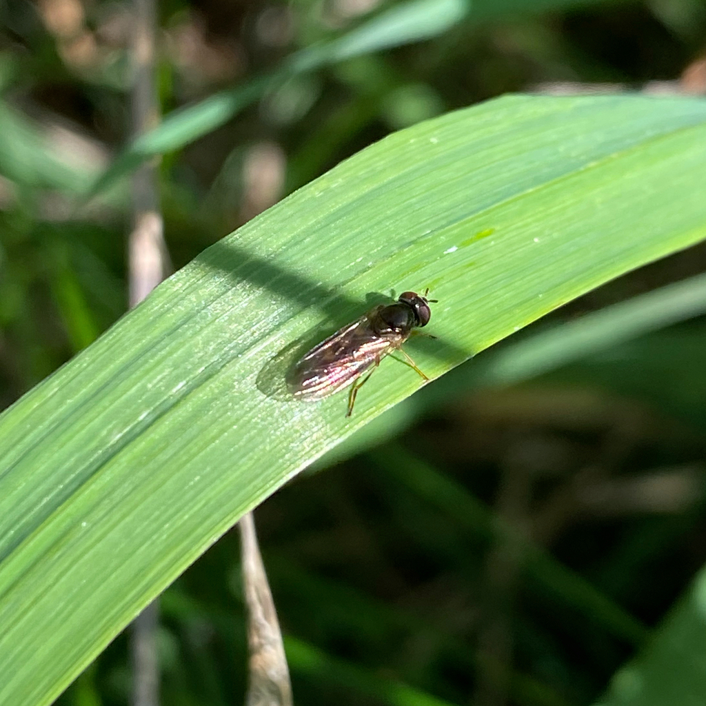 Small Hover Fly from Springston, Canterbury, NZ on September 20, 2024 ...