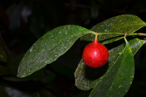Ficus subnervosa · NaturaLista Colombia