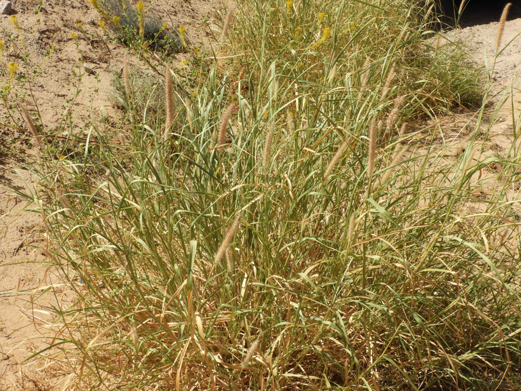 buffelgrass from Organ Pipe Cactus National Monument, Pima County ...