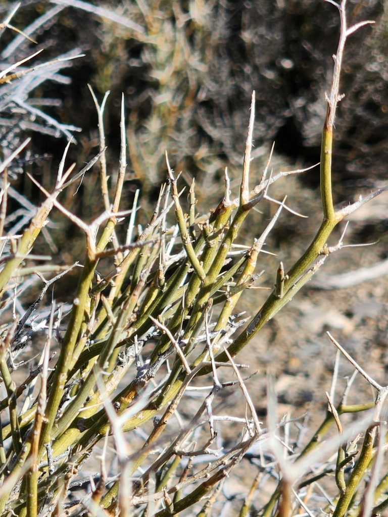 Spiny Menodora from Mountain Springs, NV 89161, USA on January 28, 2023 ...