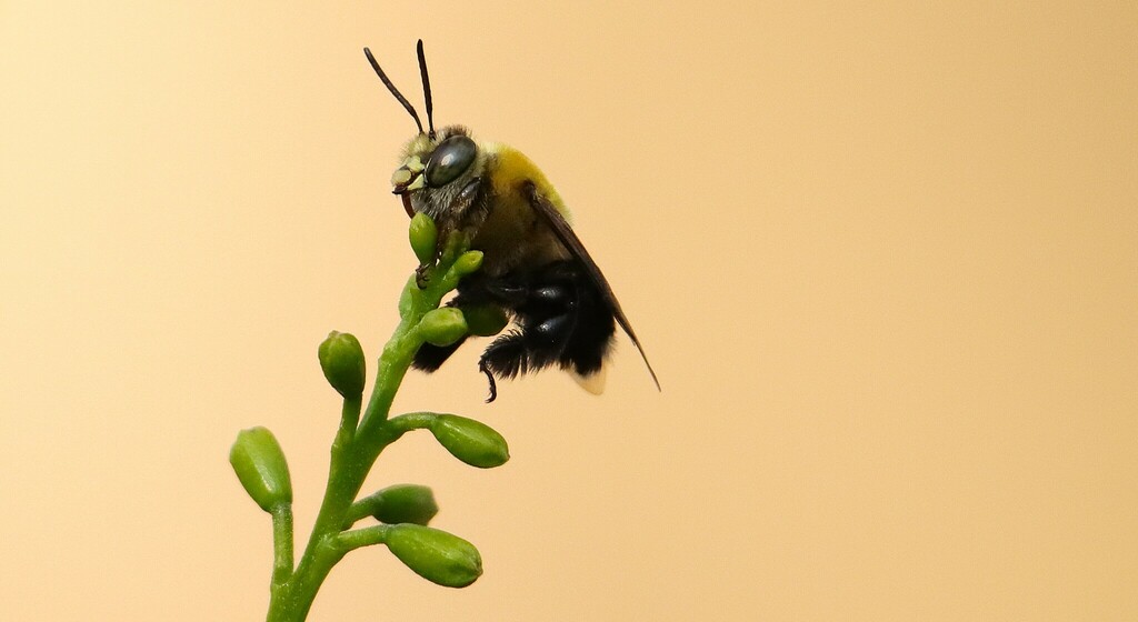 Shining Oil-digger Bee from Lomas del Valle, Zapopan, Jal., México on ...