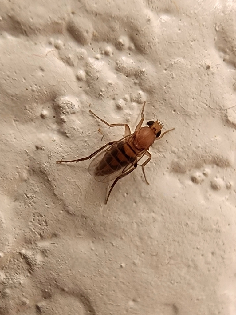 Scaled Hump-backed Fly from Las Vegas, NV 89149, USA on October 15 ...