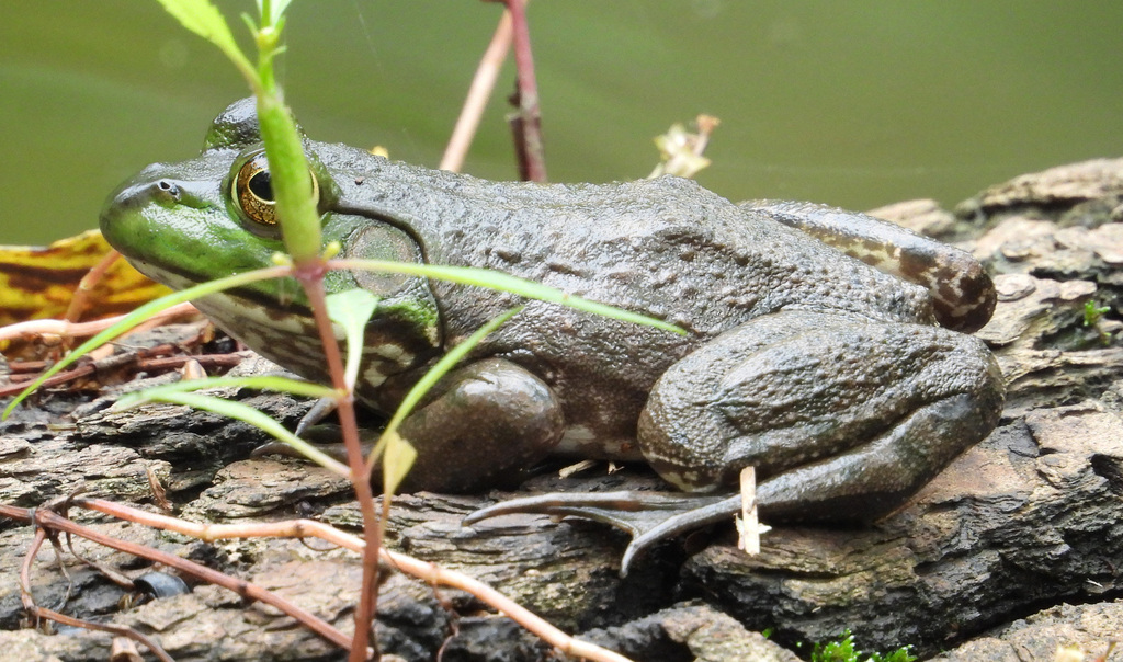 American Bullfrog from Forest Glen, Silver Spring, MD, USA on September 19, 2024 at 09:52 AM by ...