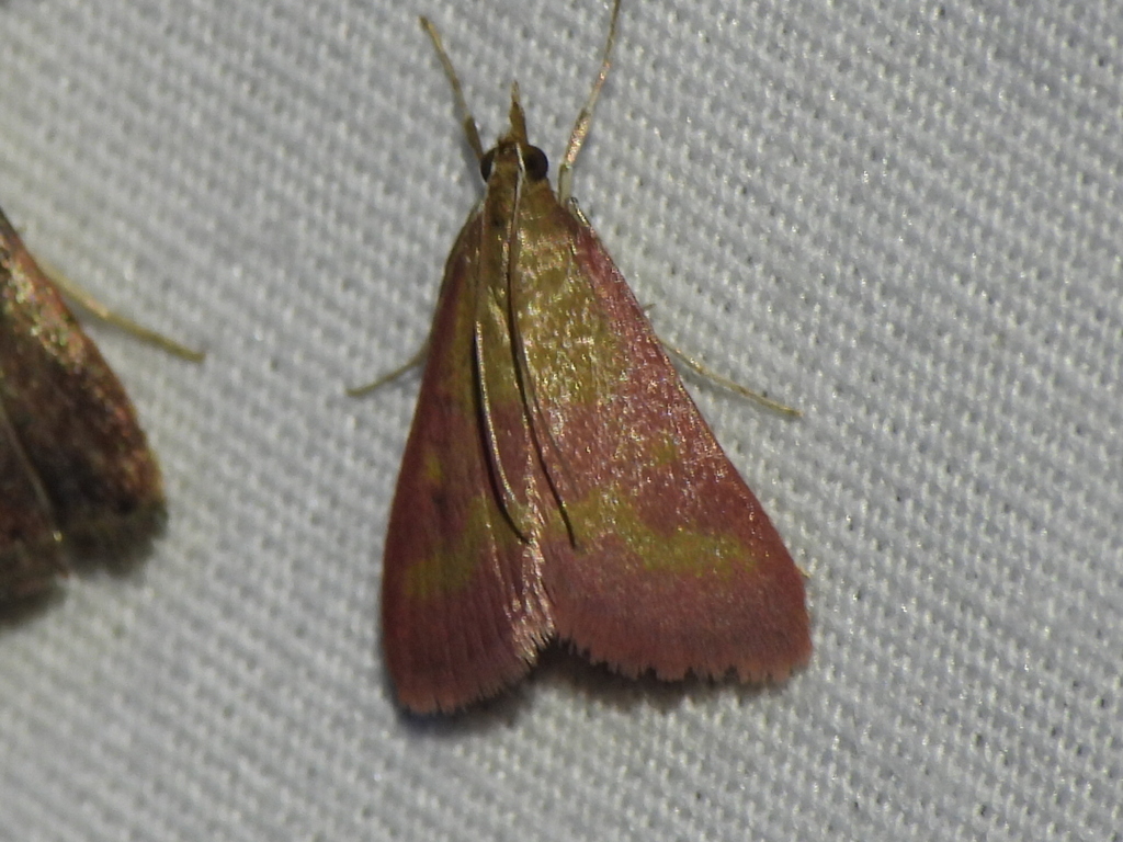 Southern Purple Mint Moth from Burnet County, TX, USA on September 18 ...