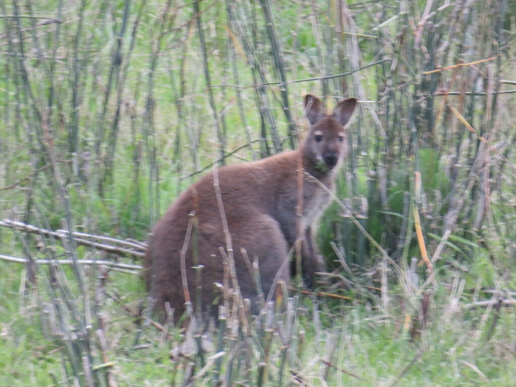 Bennett's Wallaby from Hobart TAS, Australia on September 20, 2024 at ...