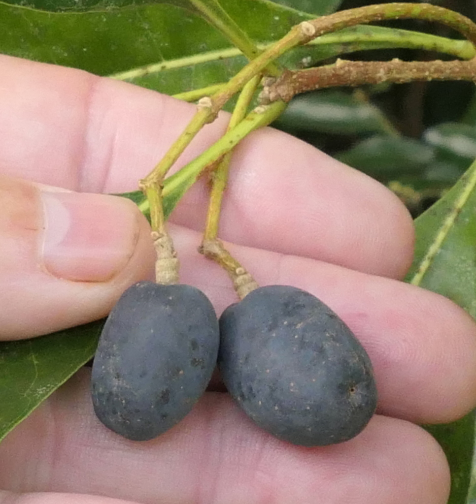 Australian Olive from Cairns QLD, Australia on August 28, 2024 at 09:49 ...