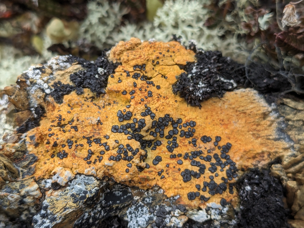 Orange Boulder Lichen from Old Crow, YT Y0B 1N0, Canada on September 8 ...