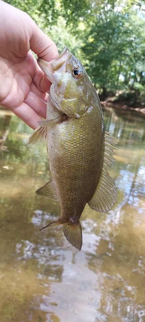 Smallmouth Bass in September 2024 by Calvin McDowell · iNaturalist