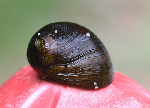 Clithon retropictus · iNaturalist Mexico