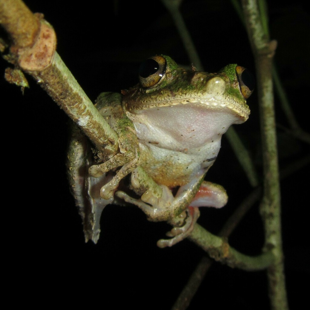 Chasen's Frilled Tree Frog from Kampung Perpaduan Datuk Mohd Ugi, 90000 ...