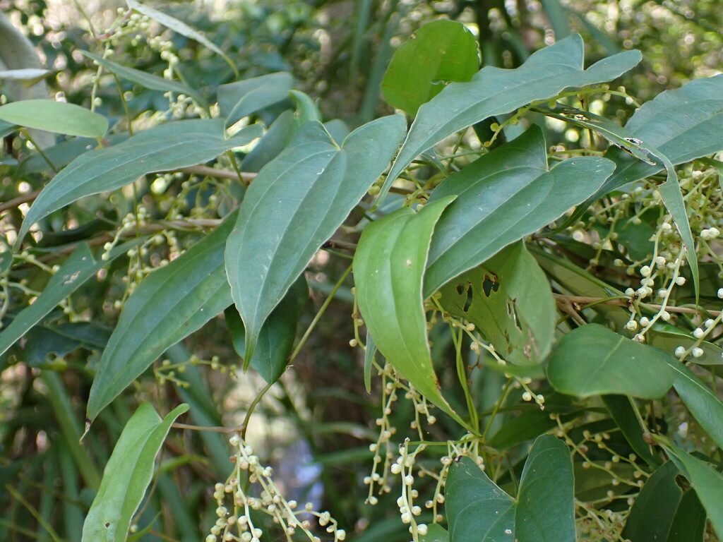 Common Yam Vine from 139 LRD Emerald Beach NSW 2456, Australia on ...