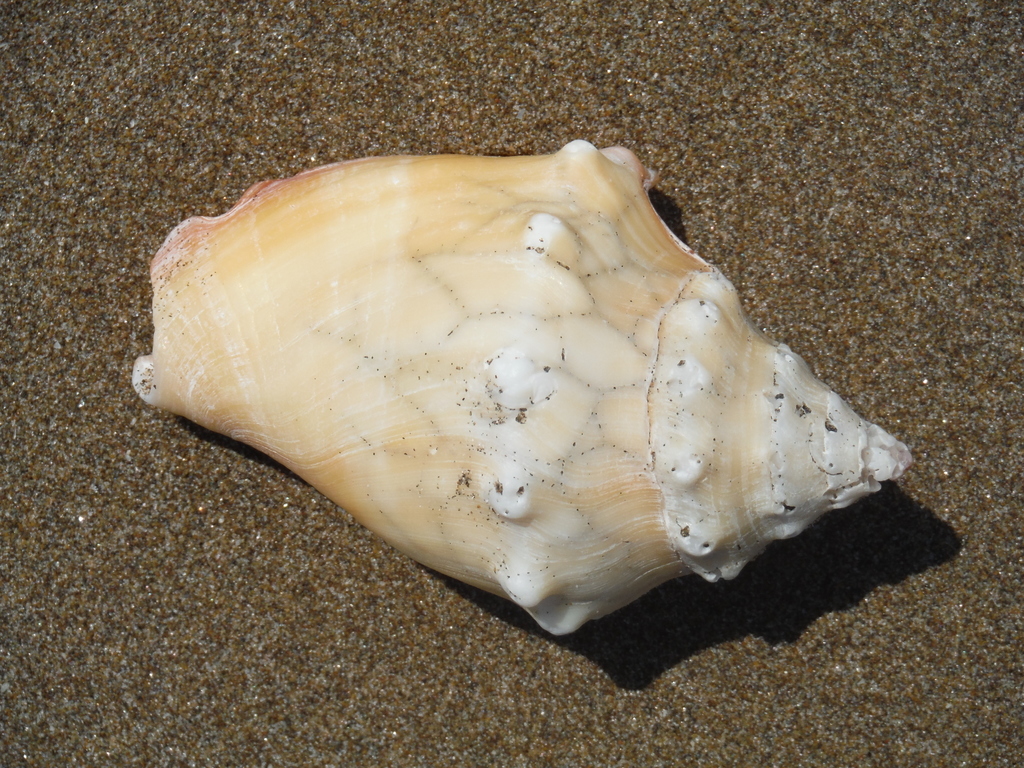 Eastern Pacific fighting conch from San Ignacio Río Muerto, Son ...