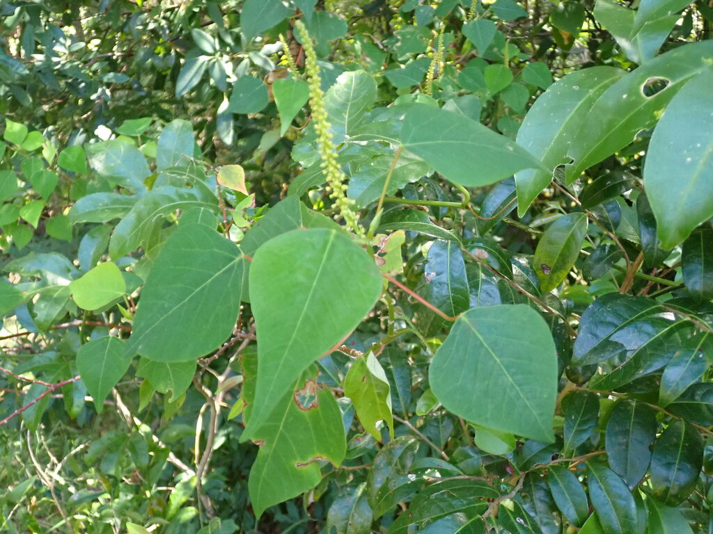 Bleeding Heart from 139 LRD Emerald Beach NSW 2456, Australia on ...