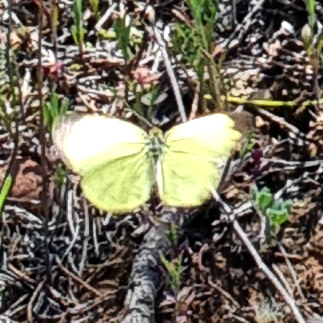 Small Grass-yellow from Flinders Ranges SA 5434, Australia on September ...