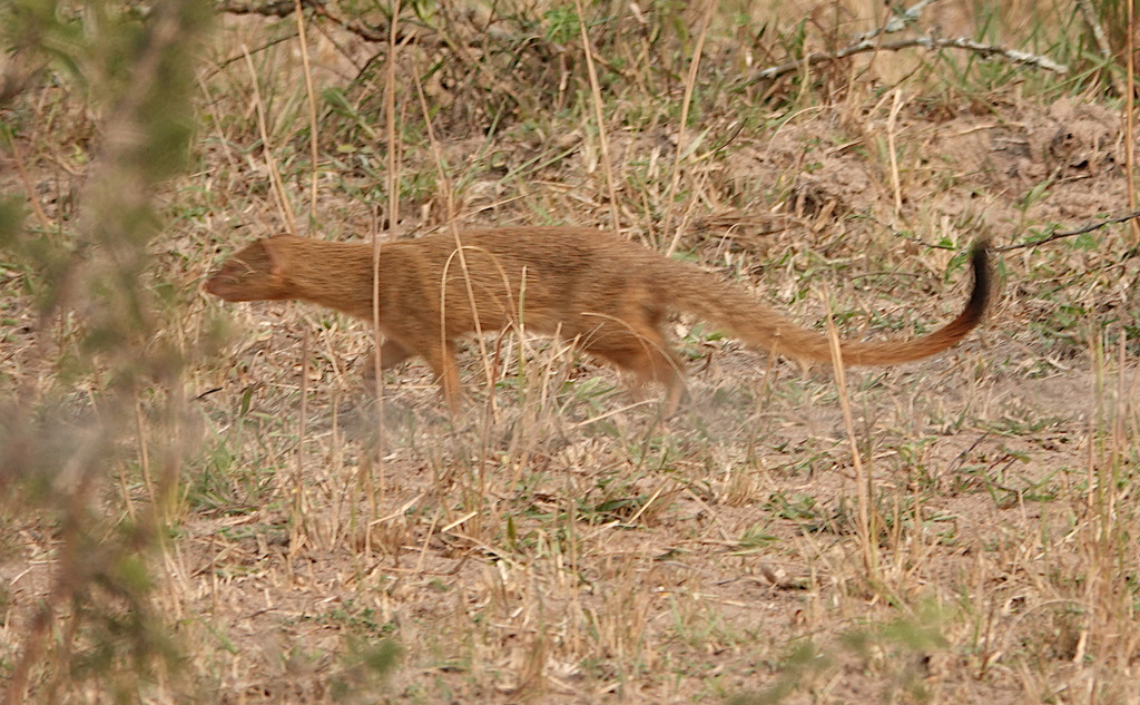 Common Slender Mongoose from Lake Mburo NP entrance Rd, Kiruhura ...