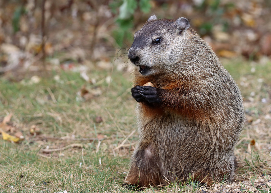 Groundhog from Shirley, NY, USA on September 18, 2024 at 03:00 PM by ...