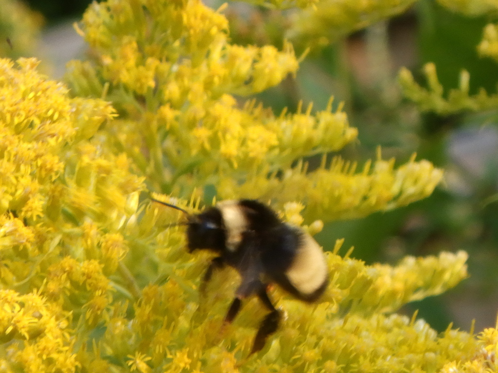 Yellow-banded Bumble Bee from Erie County, PA, USA on September 12 ...