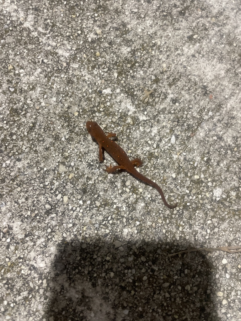 Eastern Newt from Farmville, VA, US on September 19, 2024 at 10:11 PM ...