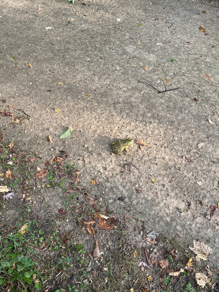 American Bullfrog from Northfield, MN, US on September 19, 2024 at 05: ...
