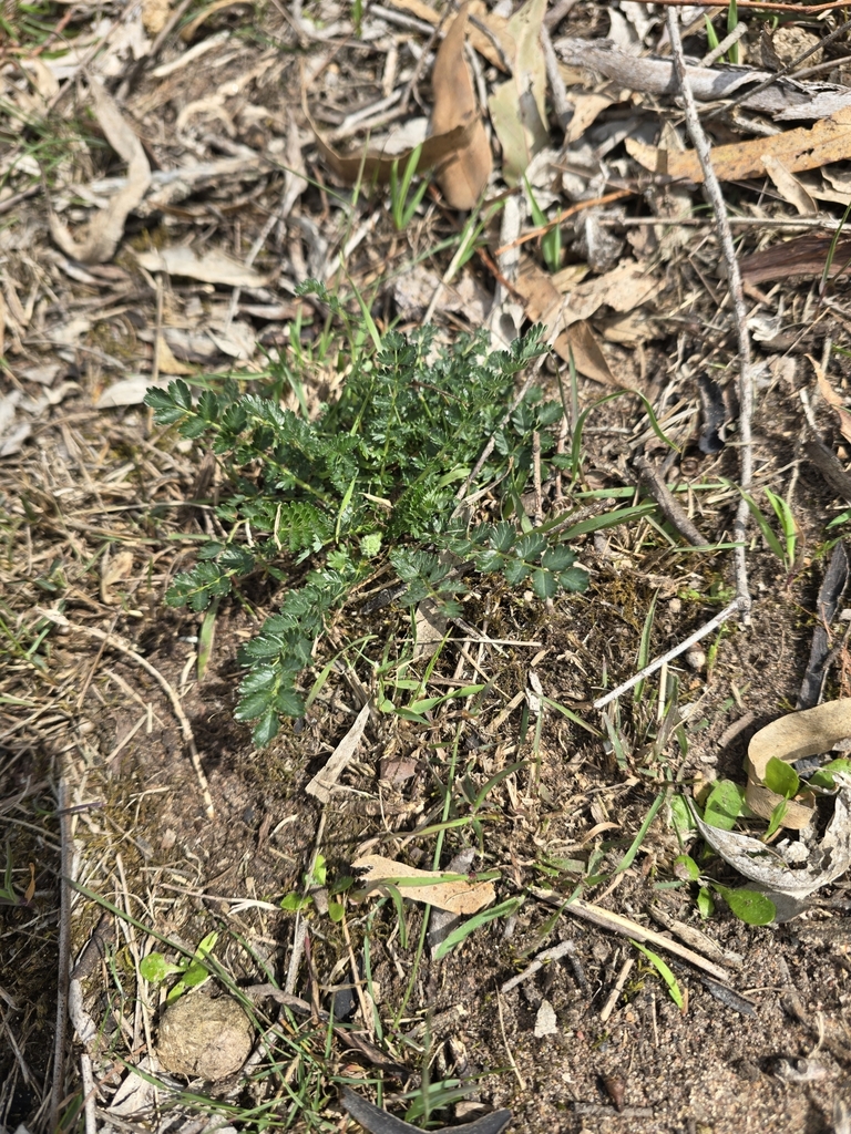 Bidibid from Golden Plains - South-East, AU-VI, AU on September 20 ...
