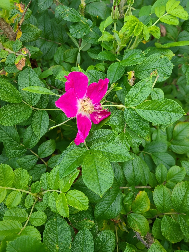 rugosa rose from Sand Lake, Anchorage, AK, USA on September 19, 2024 at ...