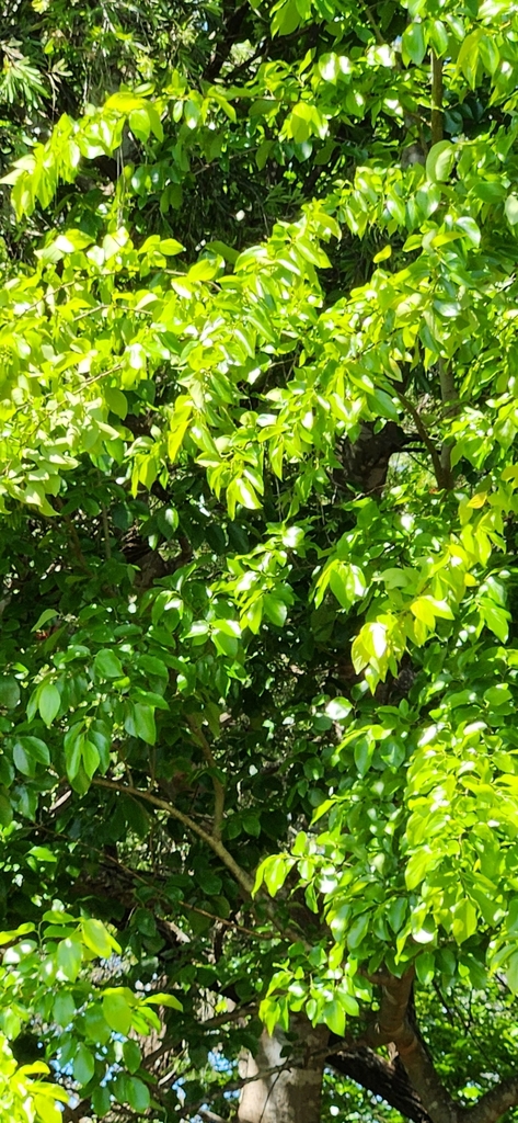 Chinese Hackberry from Ipswich - South-West, AU-QL, AU on September 20 ...