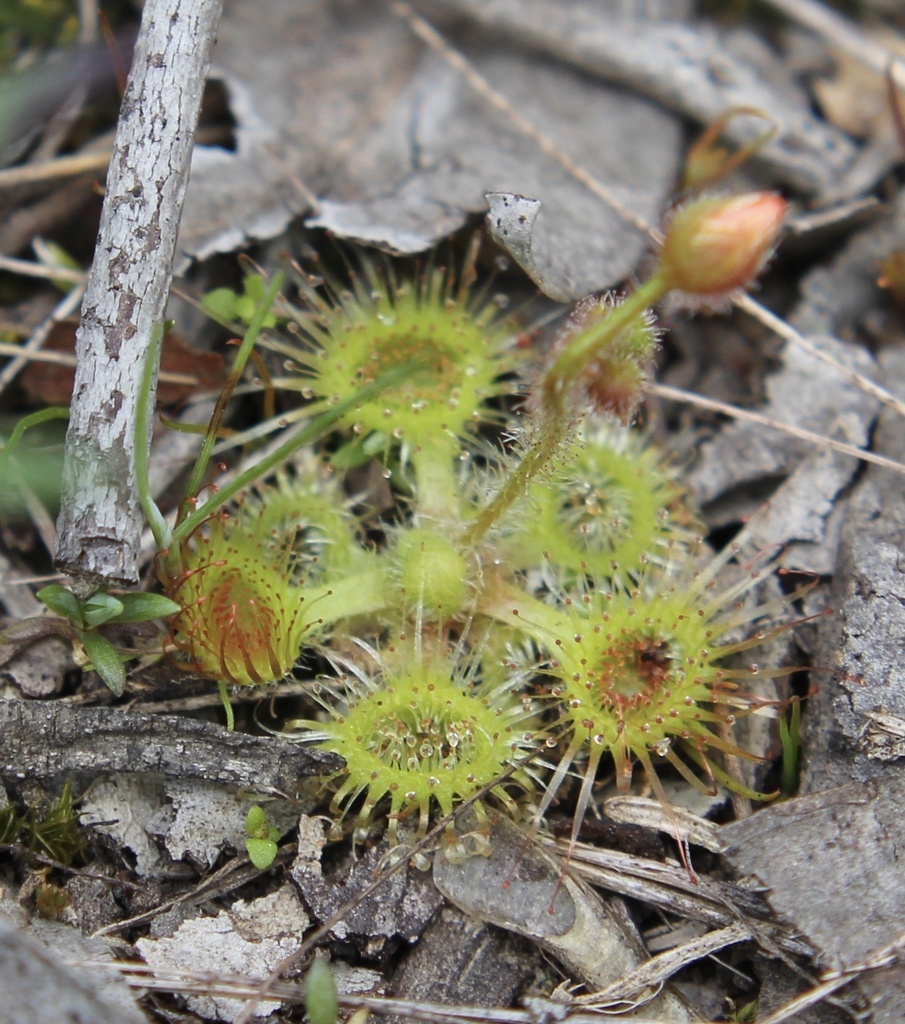 Pimpernel sundew from Victoria Cross Pde, Wodonga, VIC, AU on September ...