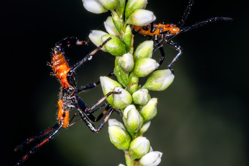 Leaf-footed Bugs from Northeast Carrollton, Carrollton, TX, USA on ...