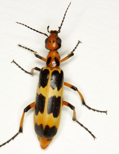 Black-necked Checkered Blister Beetle (Pyrota deceptiva)