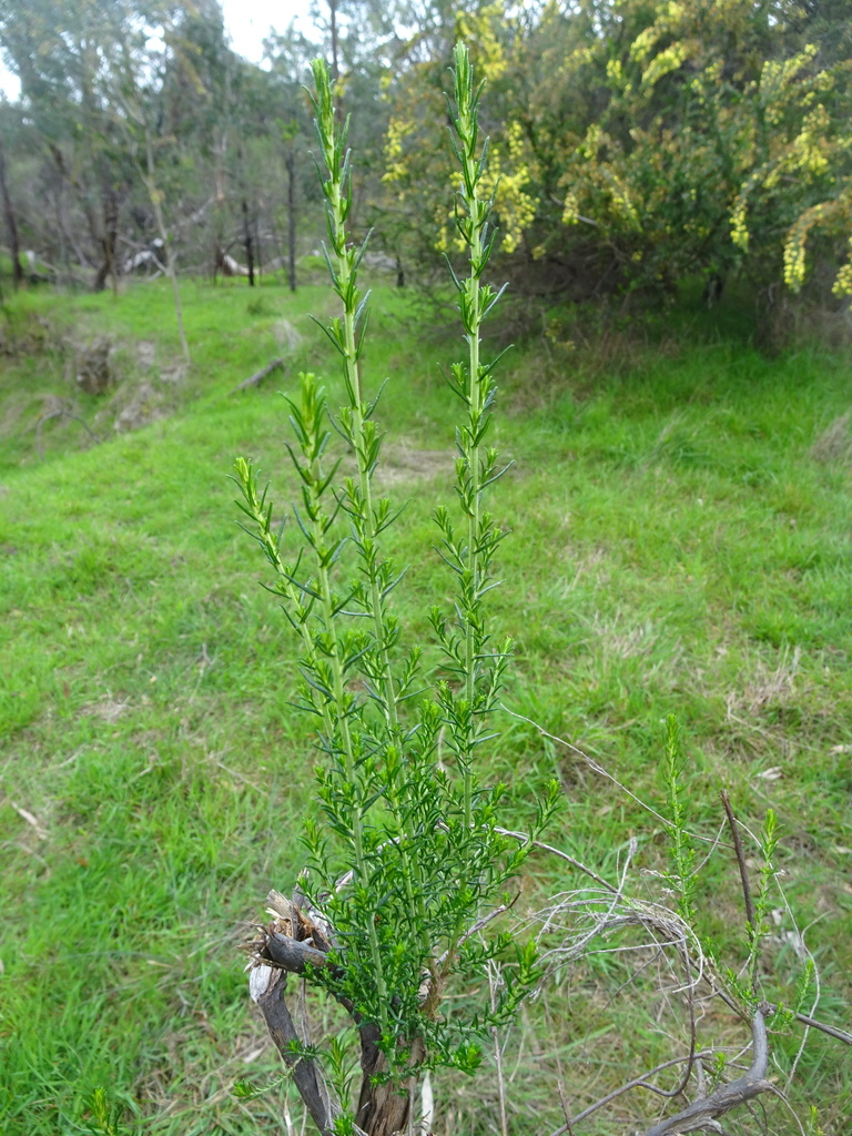 Sifton Bush from South Morang VIC 3752, Australia on September 20, 2024 ...