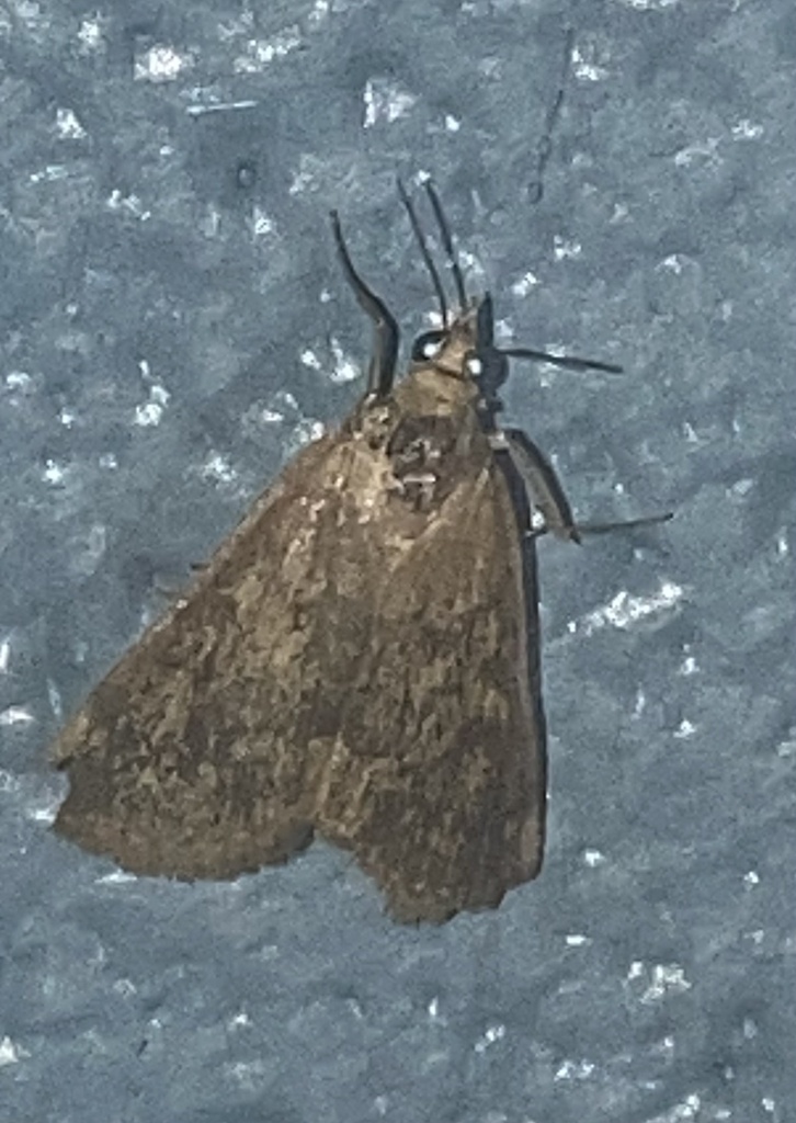 Crambid Snout Moths from S 113th St, Omaha, NE, US on September 19 ...