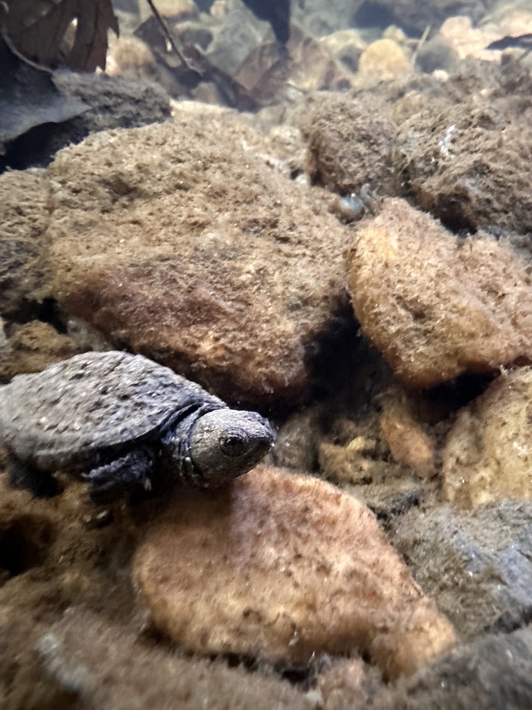 Common Snapping Turtle from UNC Asheville, Asheville, NC, US on August ...