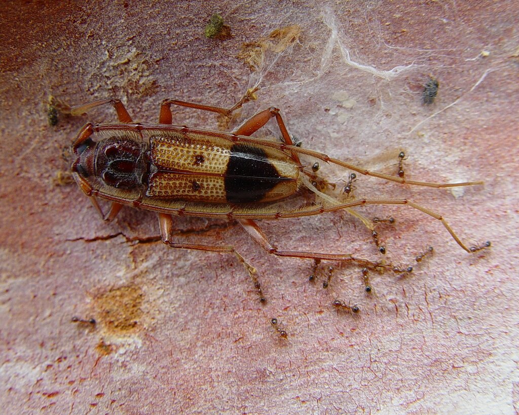 Common Eucalyptus Longhorn from Kalbarri WA 6536, Australia on February ...