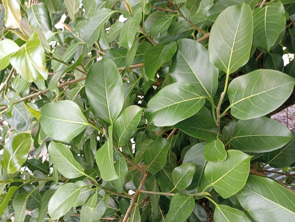 Figs from 79RX+RWM, Satuiatua, Samoa on September 19, 2024 at 02:48 PM ...