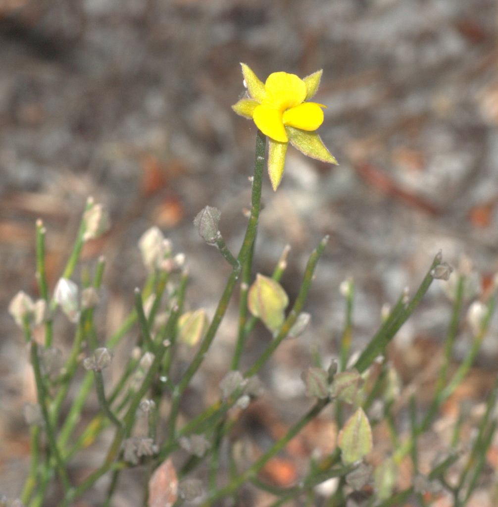 Jacksonia stackhousei from Byfield NP, Stockyard QLD, Australia on July ...