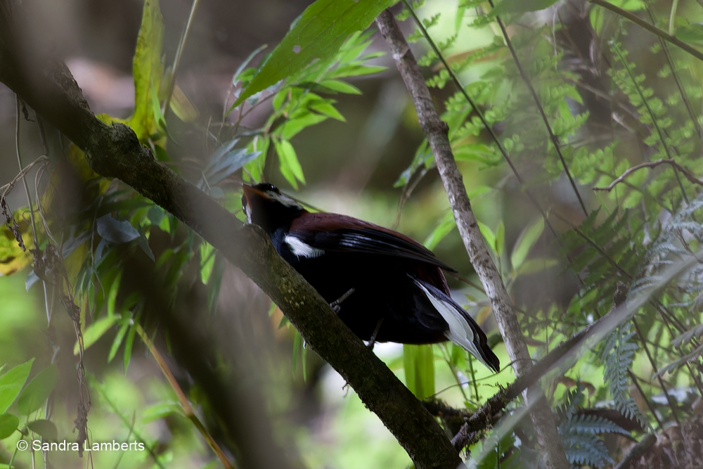White-eared Solitaire from Urubamba Province, Peru on October 23, 2014 ...